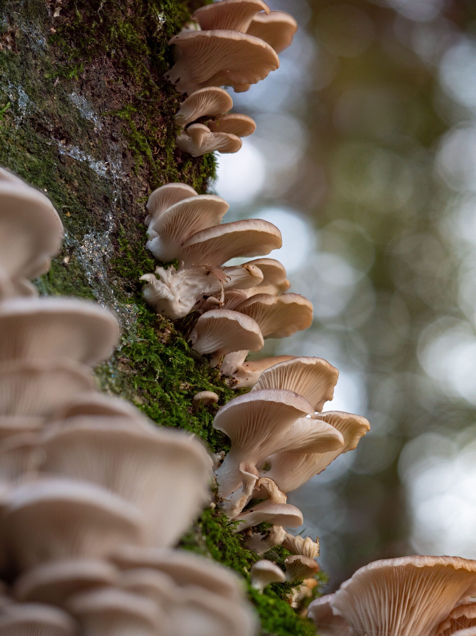 La Jardinière & Le Forestier